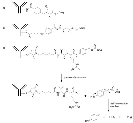Bispecific Antibodies and Antibody–Drug Conjugates for Cancer Therapy ...