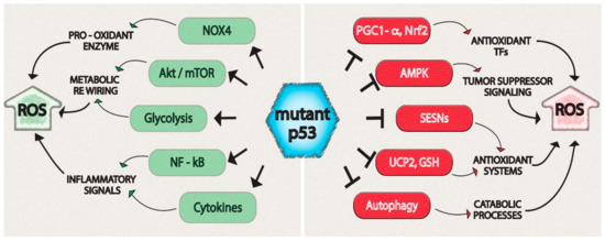 Mutant p53-Associated Molecular Mechanisms of ROS Regulation in Cancer ...