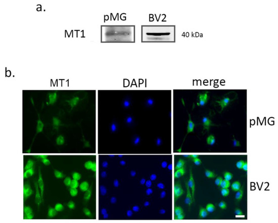 SIRT1 Mediates Melatonin’s Effects on Microglial Activation in Hypoxia ...