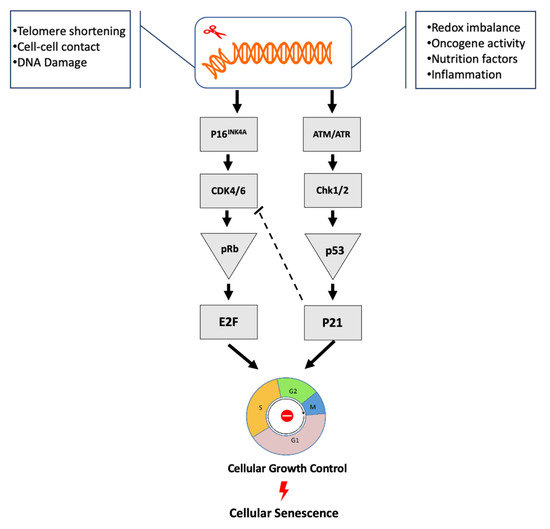 Role of p53 in the Regulation of Cellular Senescence