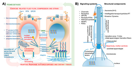 Interactions between Muscle and Bone—Where Physics Meets Biology