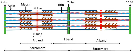 Sarcomeric Gene Variants and Their Role with Left Ventricular ...
