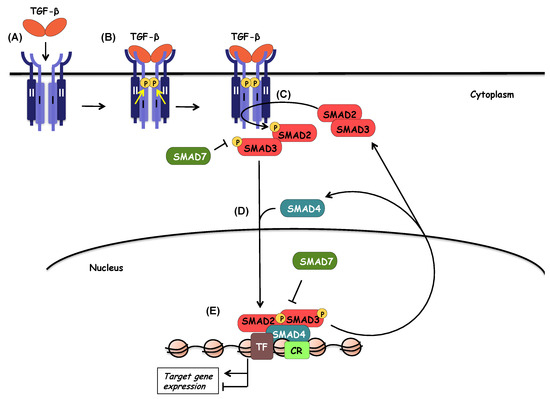 TGF-β Signaling