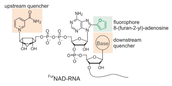 A Novel NAD-RNA Decapping Pathway Discovered by Synthetic Light-Up NAD-RNAs