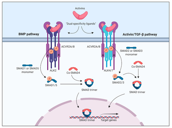 Activins as Dual Specificity TGF-β Family Molecules: SMAD-Activation ...