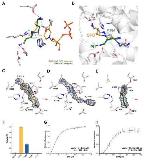 Half Way to Hypusine—Structural Basis for Substrate Recognition by ...