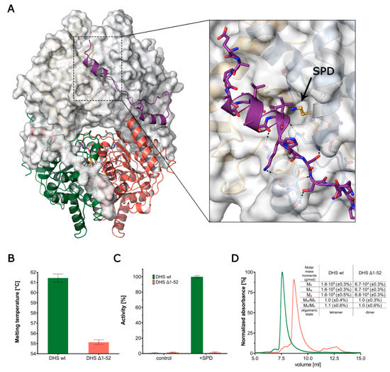 Half Way to Hypusine—Structural Basis for Substrate Recognition by ...