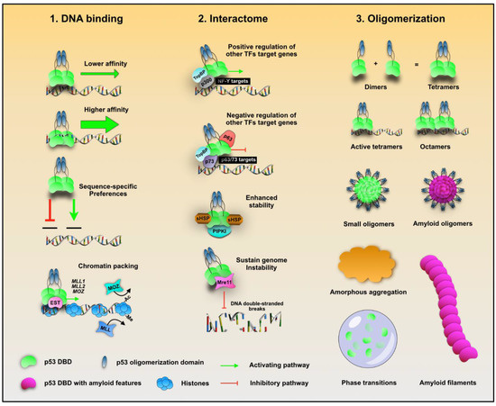 The Status of p53 Oligomeric and Aggregation States in Cancer
