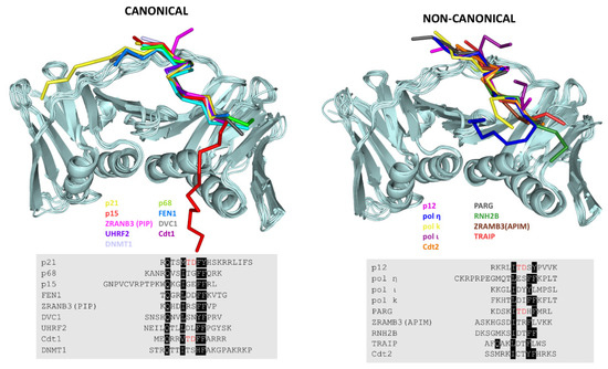 Human PCNA Structure, Function and Interactions