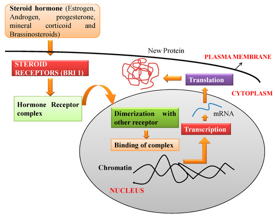 Therapeutic Potential of Brassinosteroids in Biomedical and Clinical ...