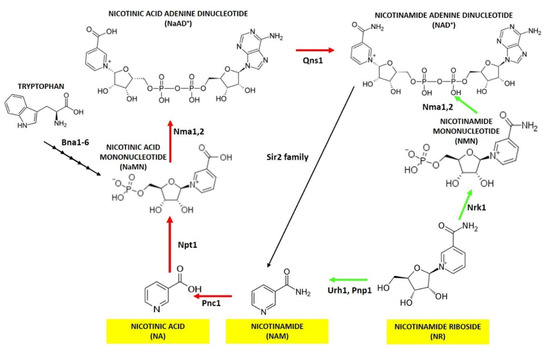 Nicotinamide, Nicotinamide Riboside and Nicotinic Acid—Emerging Roles ...