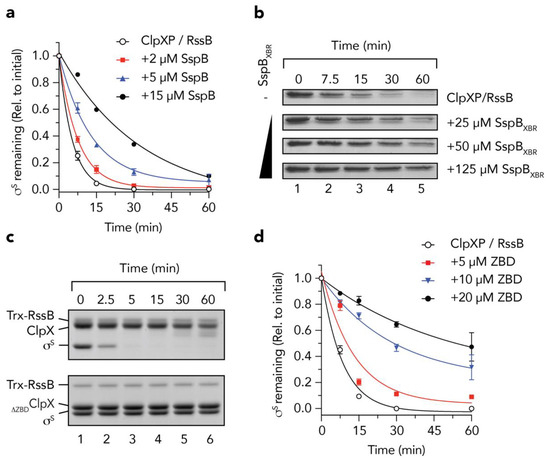 Insight into the RssB-Mediated Recognition and Delivery of σs to the ...