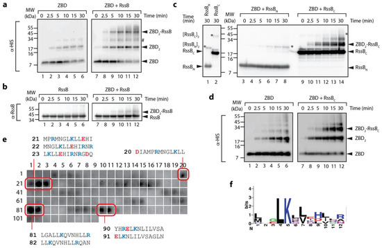 Insight into the RssB-Mediated Recognition and Delivery of σs to the ...