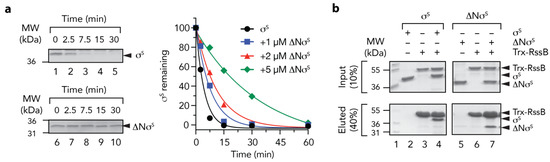 Insight into the RssB-Mediated Recognition and Delivery of σs to the ...