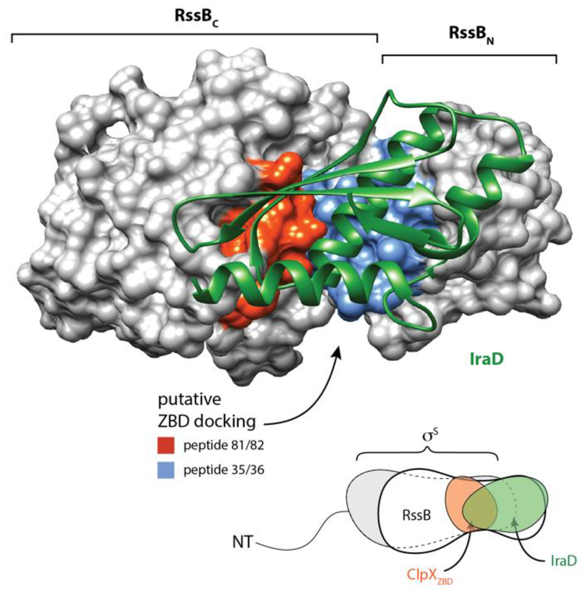 Insight into the RssB-Mediated Recognition and Delivery of σs to the ...
