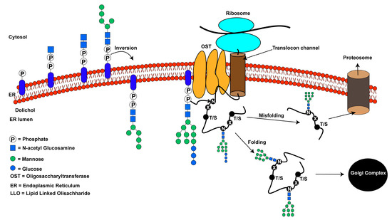 Structural Insight into the Mechanism of N-Linked Glycosylation by Oligosaccharyltransferase
