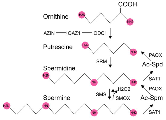 Diverse Functions of Polyamines in Virus Infection