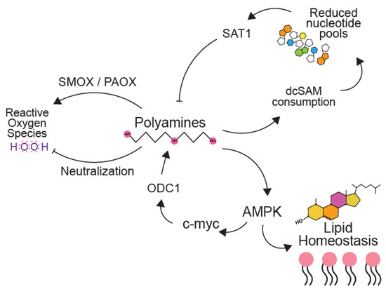Diverse Functions of Polyamines in Virus Infection