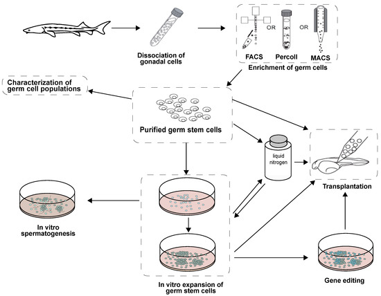 Spermatogonial Stem Cells in Fish: Characterization, Isolation ...