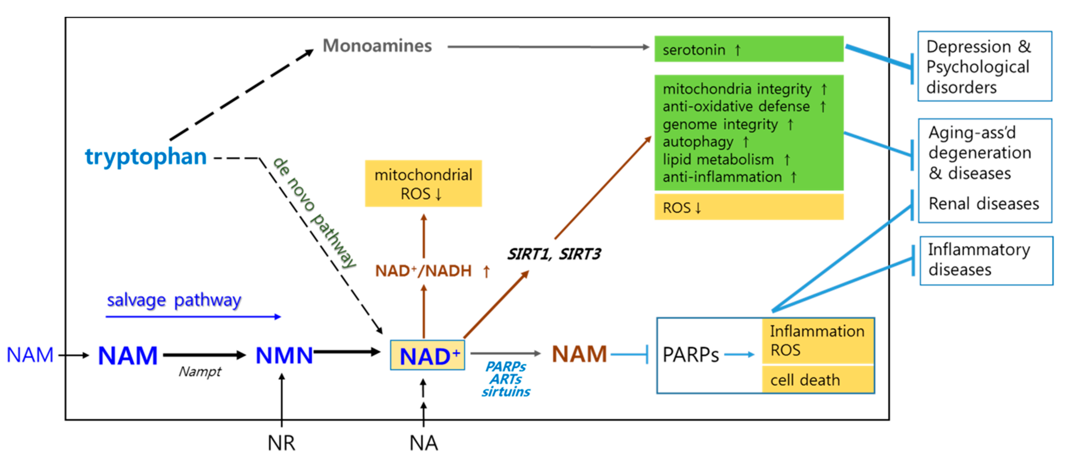 Possible Adverse Effects of High-Dose Nicotinamide: Mechanisms and Safety Assessment
