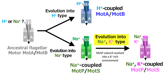 MotP Subunit is Critical for Ion Selectivity and Evolution of a K+ ...