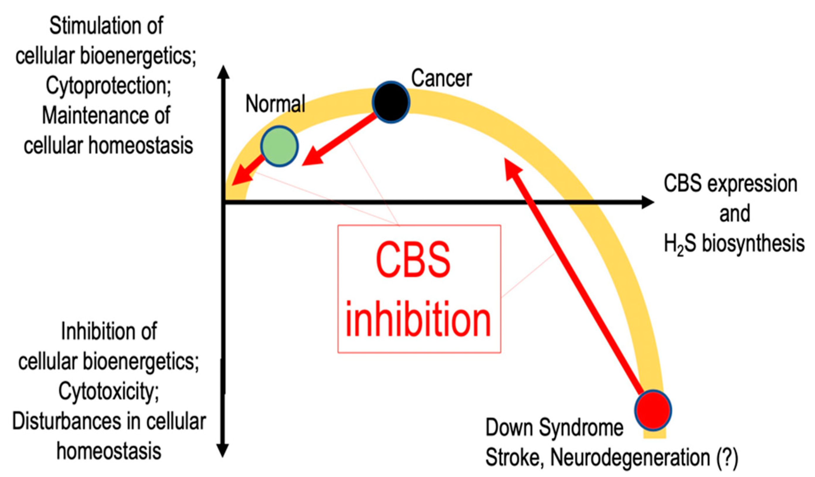 Cystathionine-β-synthase: Molecular Regulation and Pharmacological ...