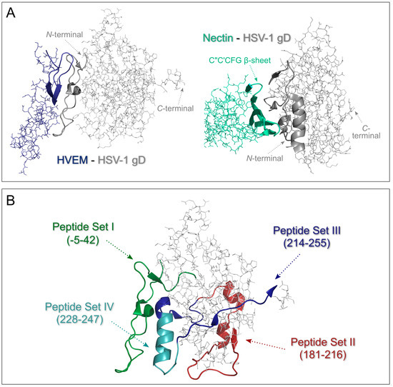 Tailoring Uptake Efficacy of HSV-1 gD Tailoring Uptake Efficacy of Hsv ...
