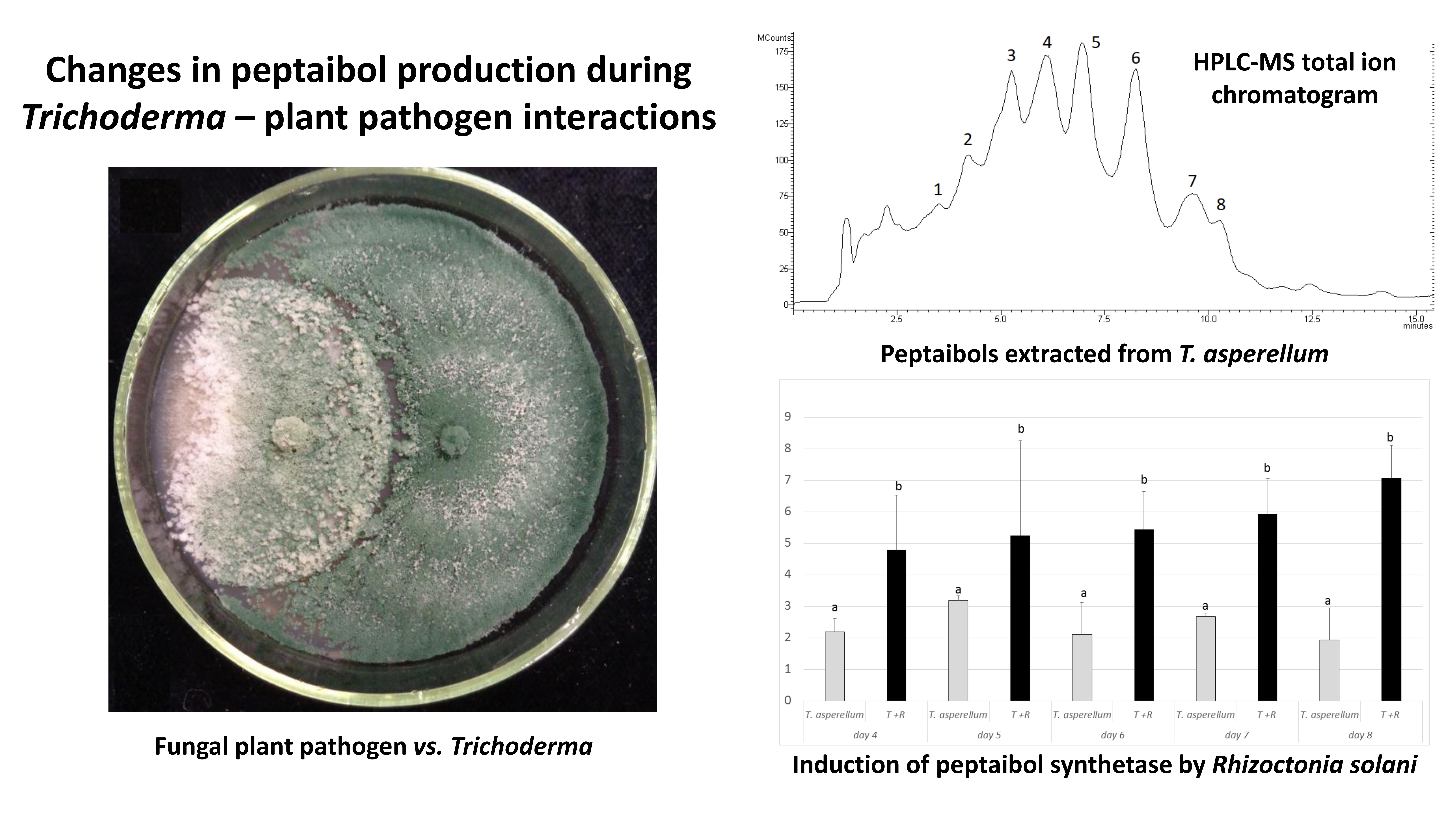 Biomolecules | Free Full-Text | Changes in Peptaibol Production of Trichoderma Species during In ...