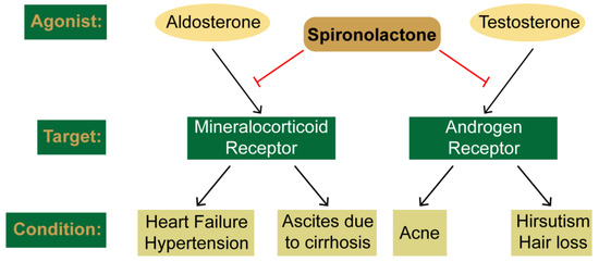 Spironolactone and XPB: An Old Drug with a New Molecular Target