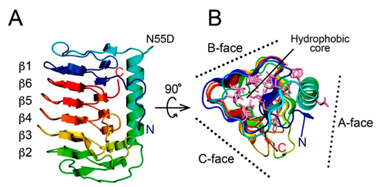 An Ice-Binding Protein from an Antarctic Ascomycete Is Fine-Tuned to ...