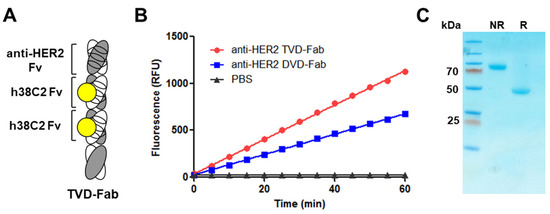 Site-Specific Antibody–Drug Conjugates in Triple Variable Domain Fab Format