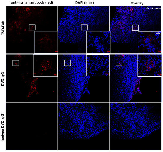 Site-Specific Antibody–Drug Conjugates in Triple Variable Domain Fab Format