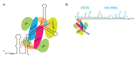snoRNPs: Functions in Ribosome Biogenesis