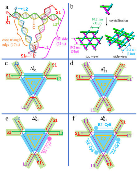 Biomolecules | Free Full-Text | Small Circular DNA Molecules as ...