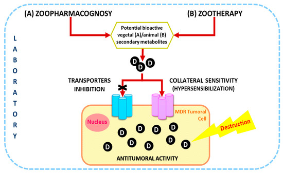 Zoopharmacology: A Way to Discover New Cancer Treatments