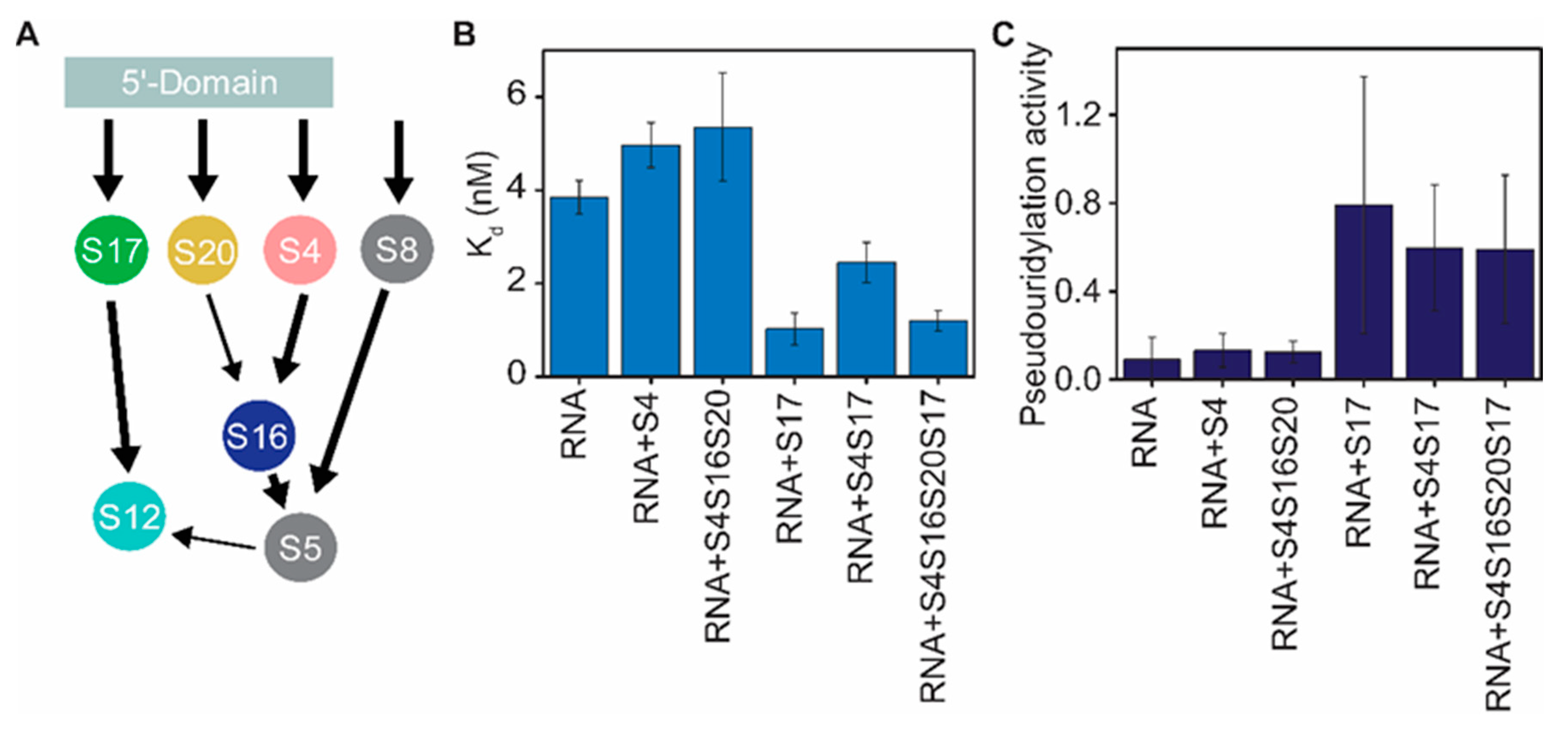 Pseudouridine Synthase RsuA Captures an Assembly Intermediate That Is ...