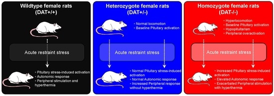 Biomolecules | Free Full-Text | Rats Lacking Dopamine Transporter ...