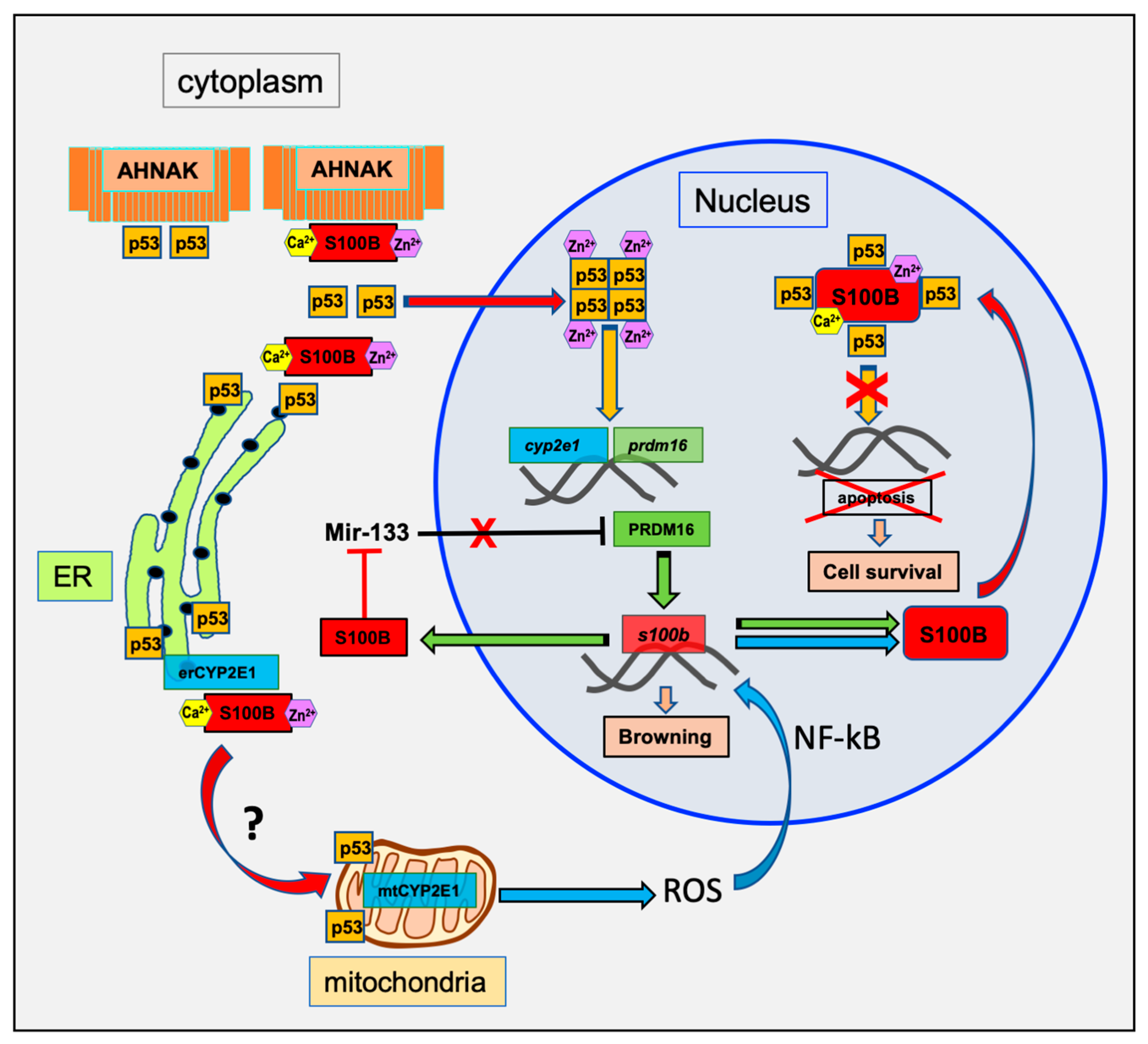 Biomolecules | Free Full-Text | The S100B Protein and Partners in ...