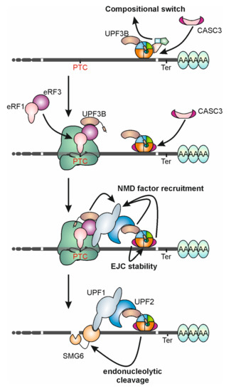 A Day in the Life of the Exon Junction Complex