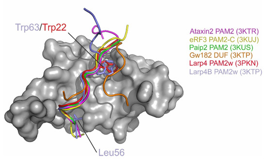Crystal Structure of a Variant PAM2 Motif of LARP4B Bound to the MLLE ...