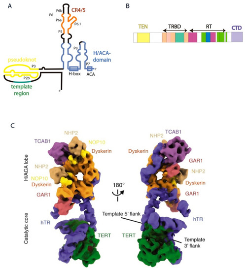 Human Telomerase RNA: Telomerase Component or More?