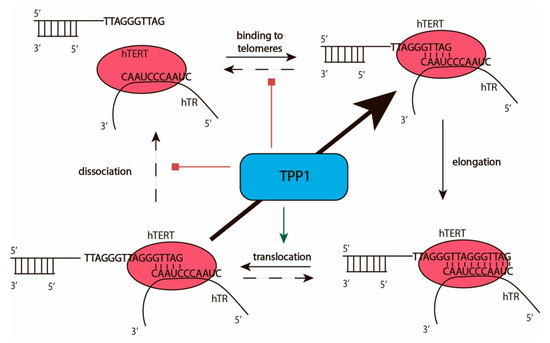 Human Telomerase RNA: Telomerase Component or More?