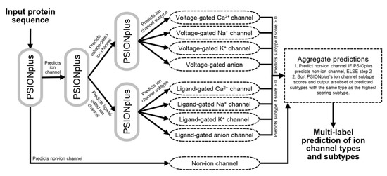 PSIONplusm Server for Accurate Multi-Label Prediction of Ion Channels and Their Types