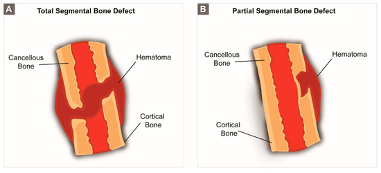 Pre-Clinical Evaluation of Biological Bone Substitute Materials for ...