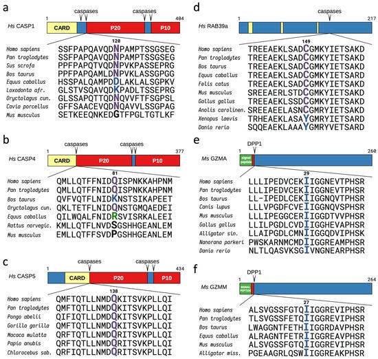 The Arg/N-Degron Pathway—A Potential Running Back in Fine-Tuning the ...