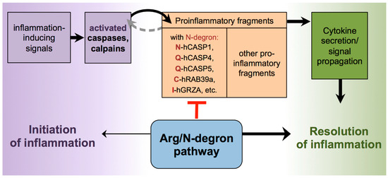 The Arg/N-Degron Pathway—A Potential Running Back in Fine-Tuning the ...