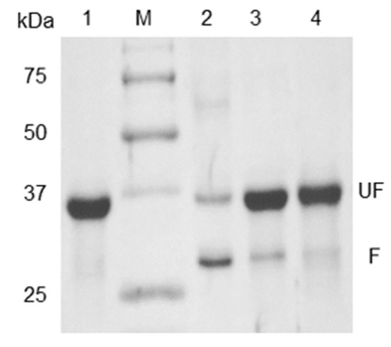 Role of Lipopolysaccharide in Protecting OmpT from Autoproteolysis ...