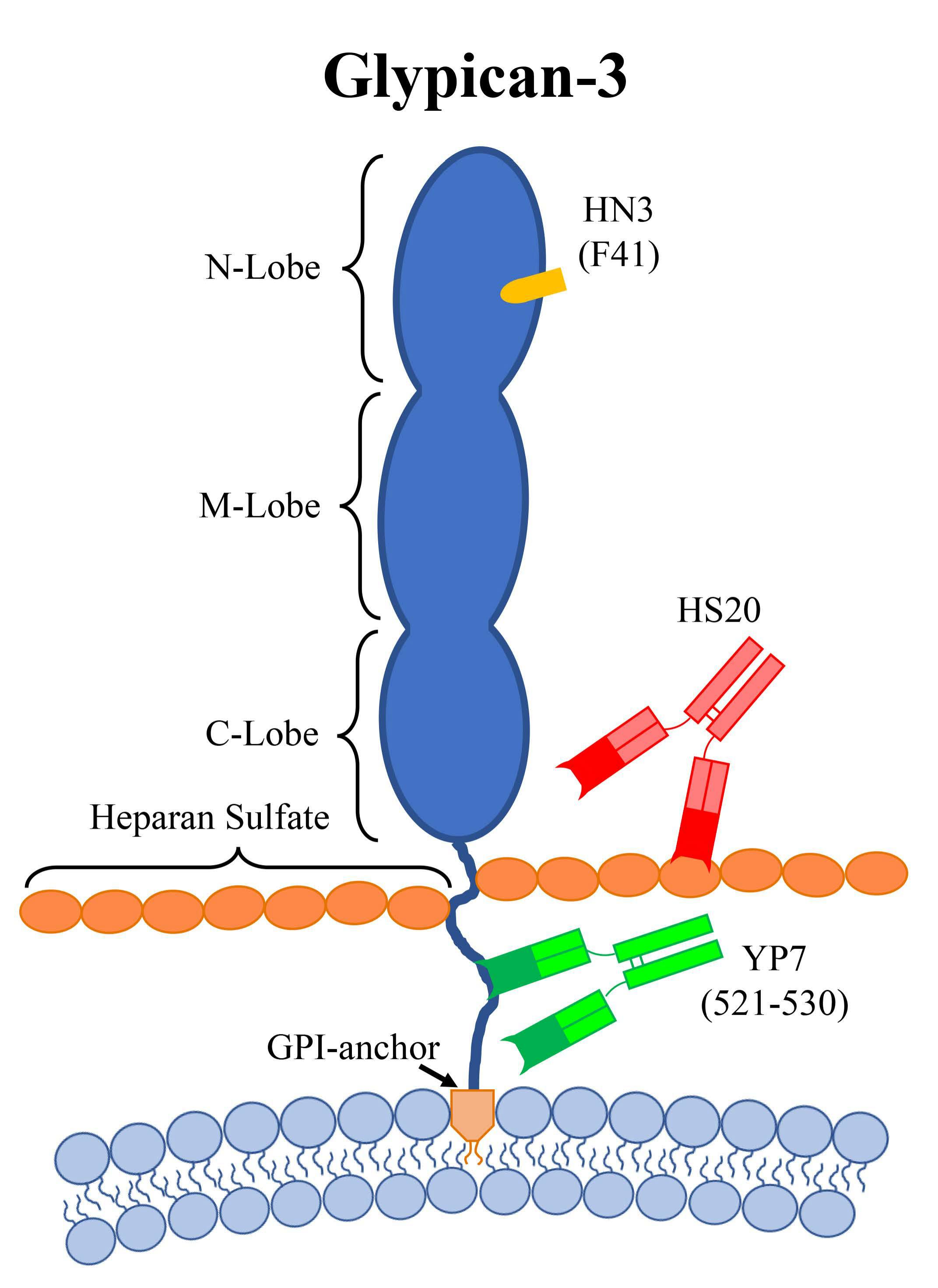 Biomolecules | Free Full-Text | Development of Glypican-3 Targeting Immunotoxins for the ...