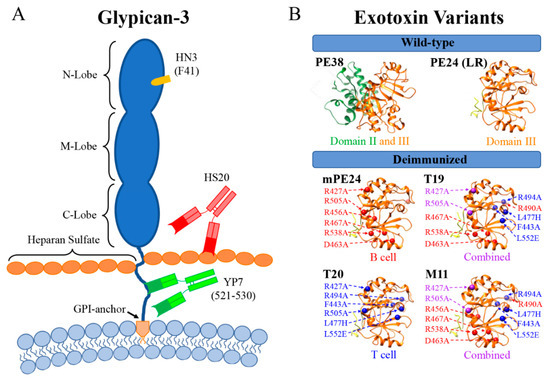 Development of Glypican-3 Targeting Immunotoxins for the Treatment of Liver Cancer: An Update