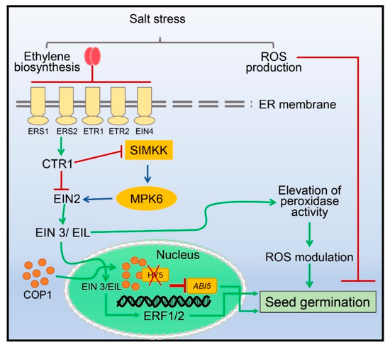 Ethylene: A Master Regulator of Salinity Stress Tolerance in Plants